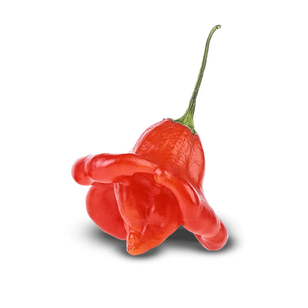 Piment Bishop's Crown - Semences Québec | Les Semis de la Seigneurie ...