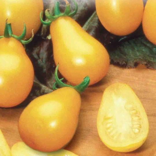 Tomate Yellow Pear Shaped – Plants Québec | Les Semis de la Seigneurie ...